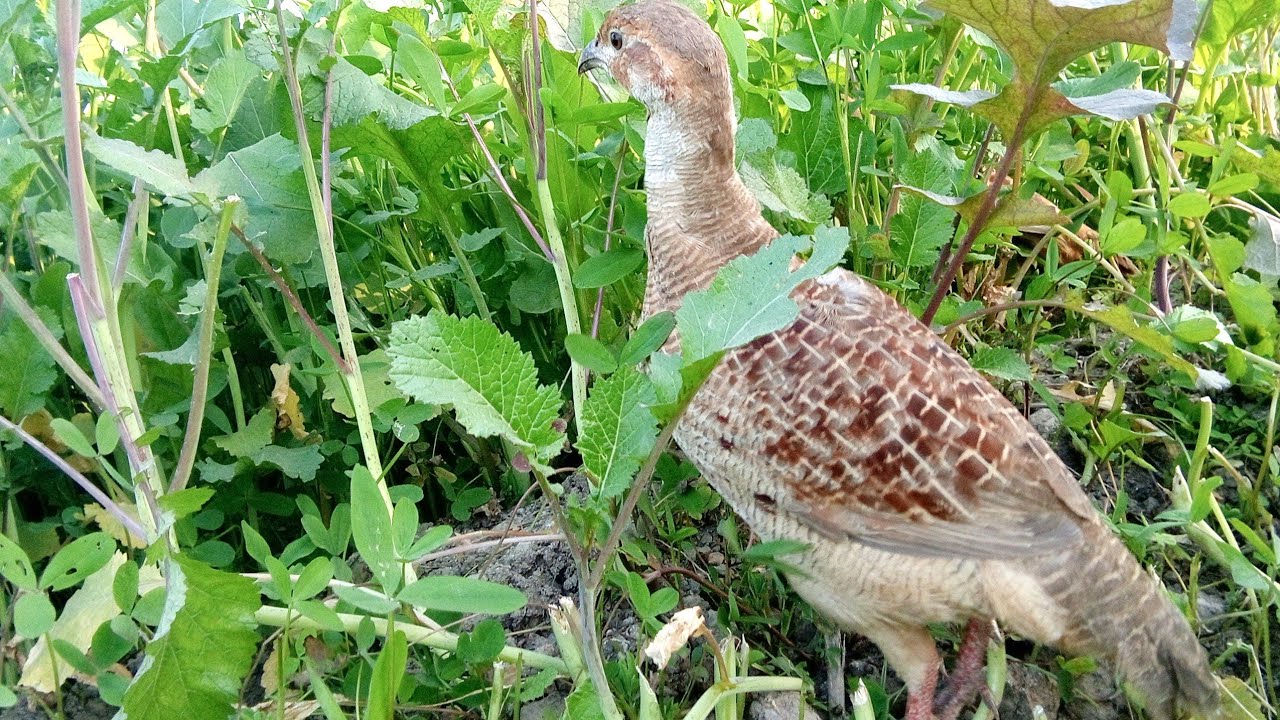 Dakhni teetar awaz|teetar awaj|gray francolin|teetar boli|teetar prinda ...