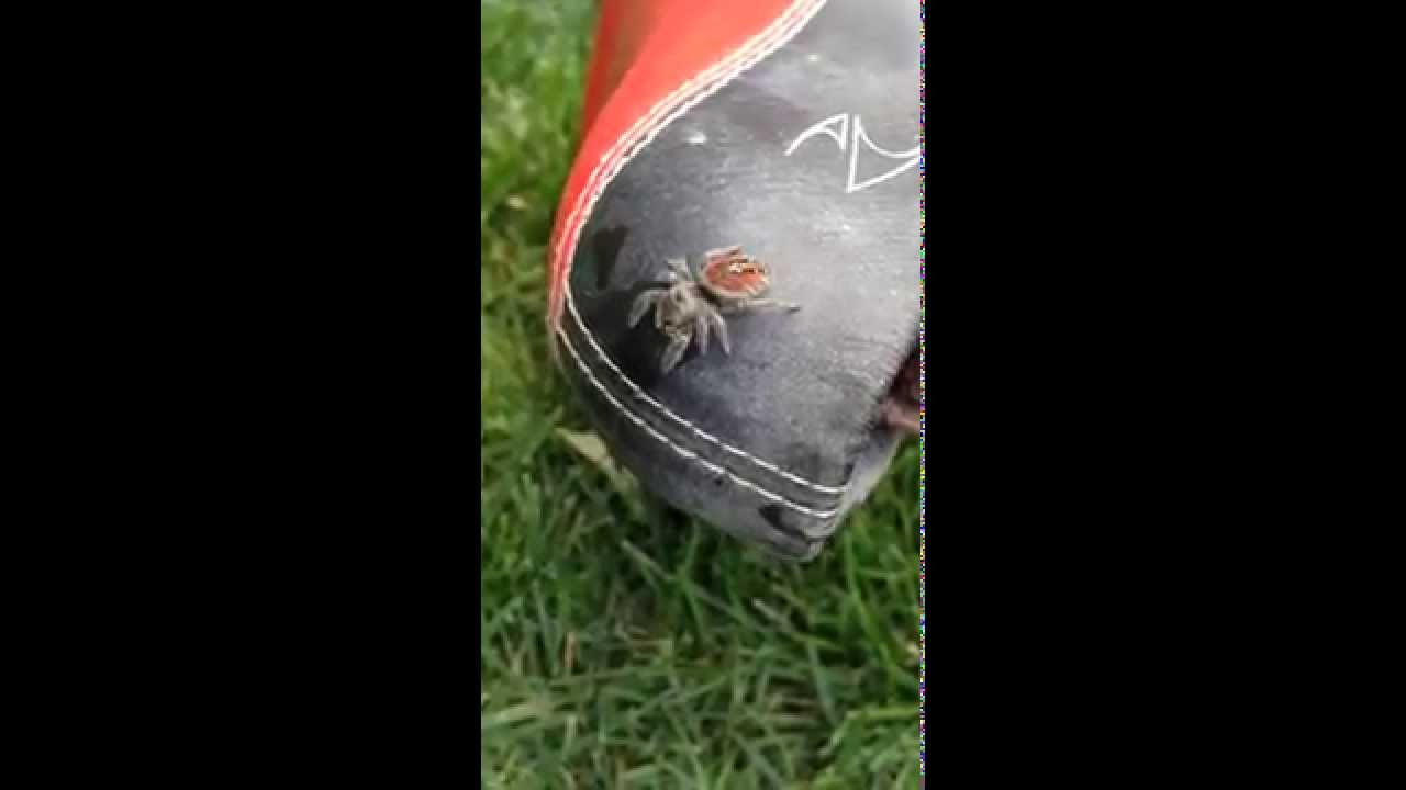 Jumping Spider Terrifies Grown Man - YouTube