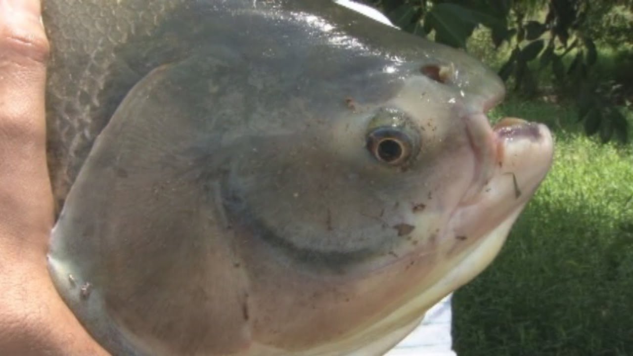 Torneio de Pesca Esportiva em Rio Claro parte 1 - YouTube