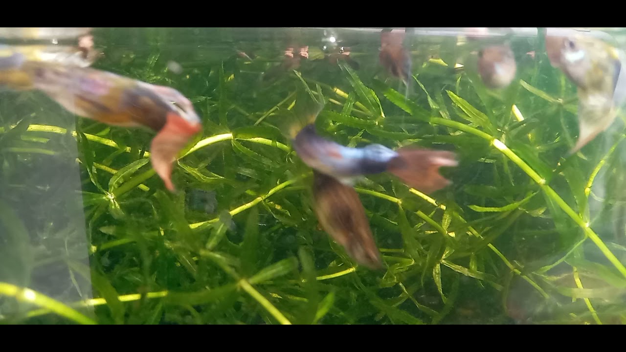 my fish tank | nature |small fish | relax with fish | relaxa|gappy ...