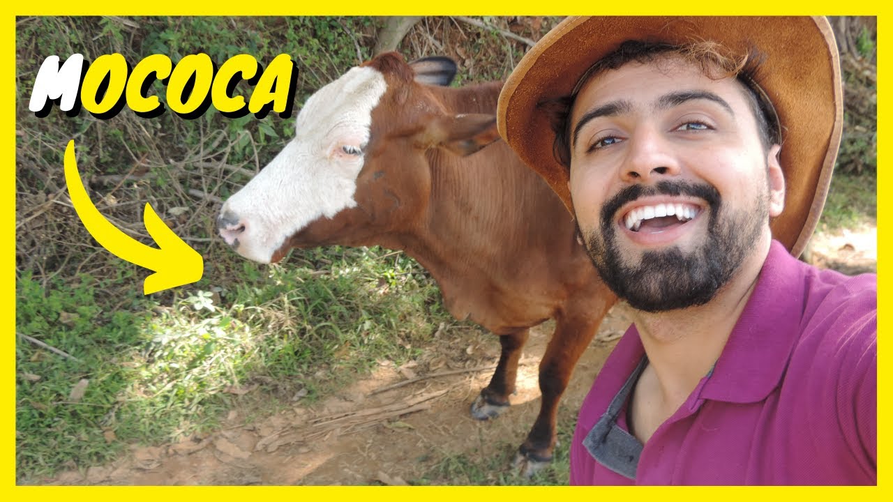 Tocando as Vacas | Gutejando - YouTube