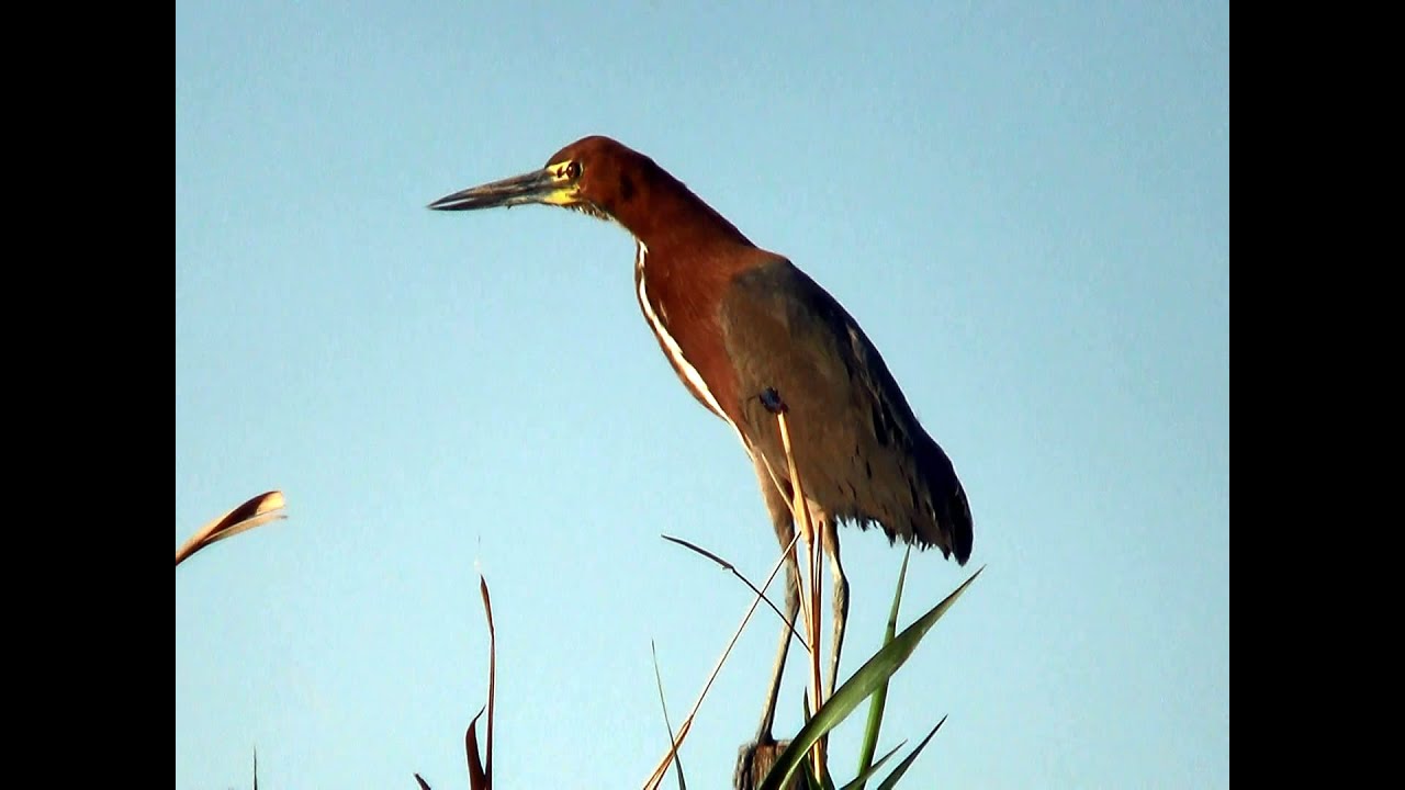 SOCÓ-BOI (TIGRISOMA LINEATUM), RUFESCENT TIGER-HERON, Socó-onça, Socó ...