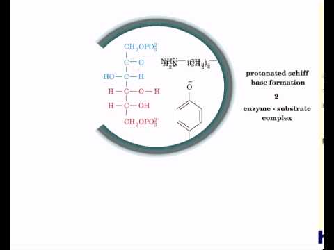 Reaction mechanism of aldolase - YouTube