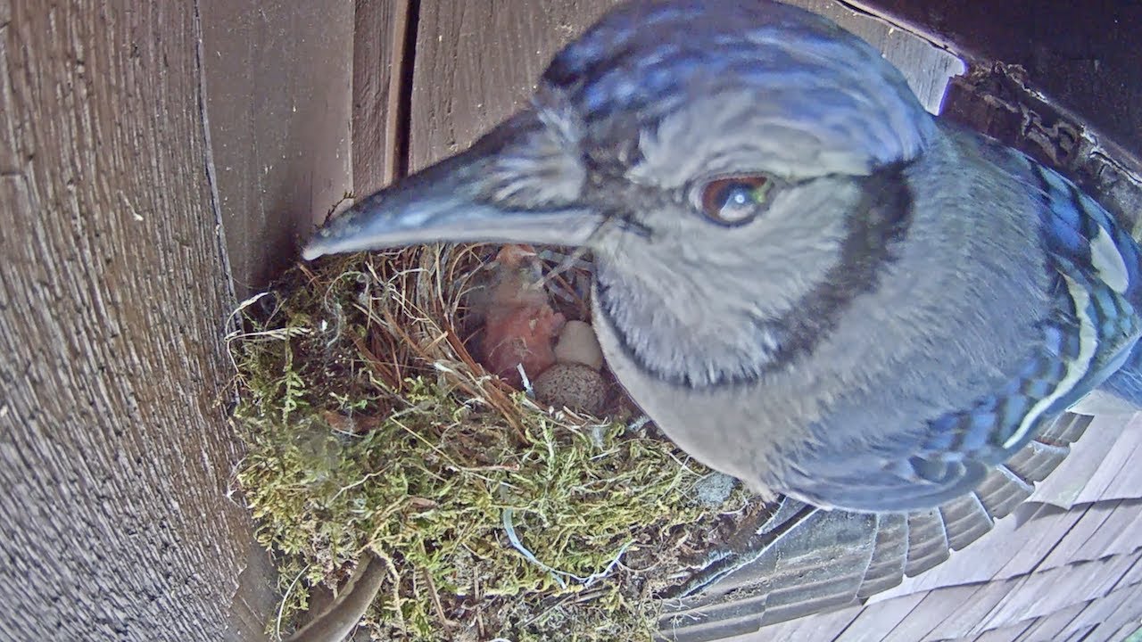 Blue Jay Steals Cowbird Hatchling from Phoebe Nest - YouTube