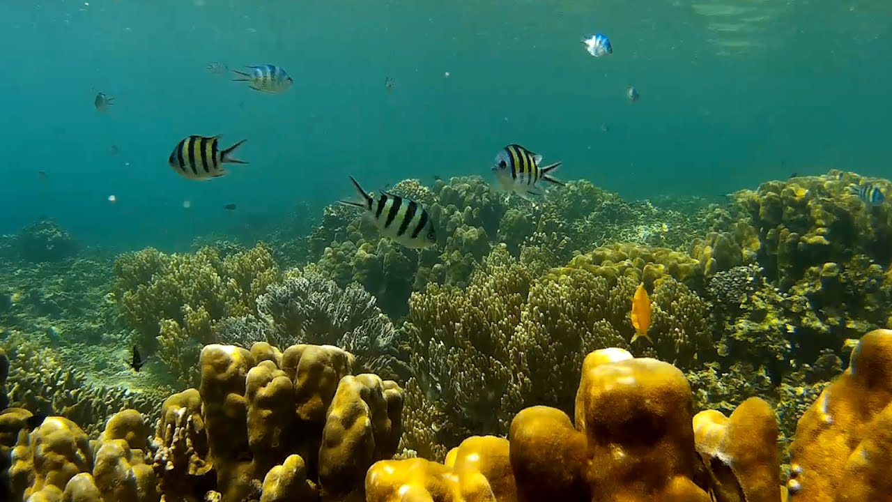 Pahawang snorkeling trip feat. SJ4000 - YouTube