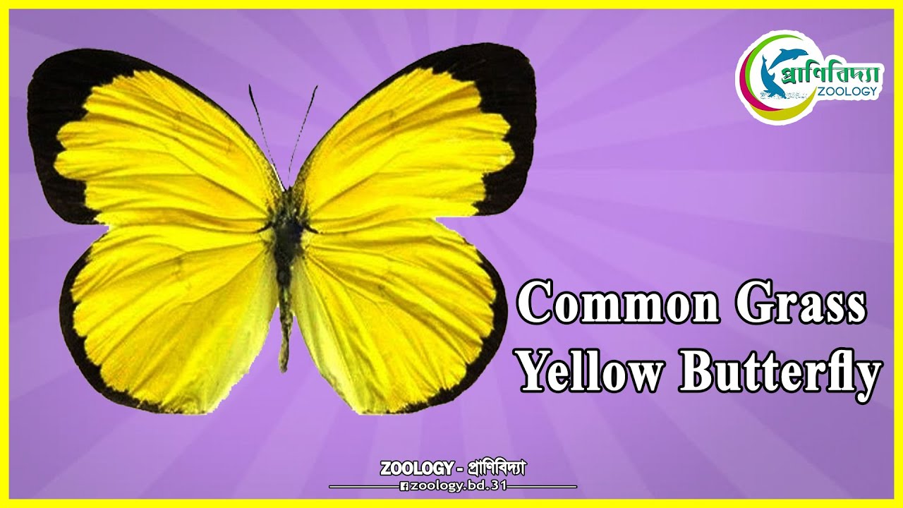 Common Grass Yellow Butterfly || ZOOLOGY - প্রাণিবিদ্যা - YouTube