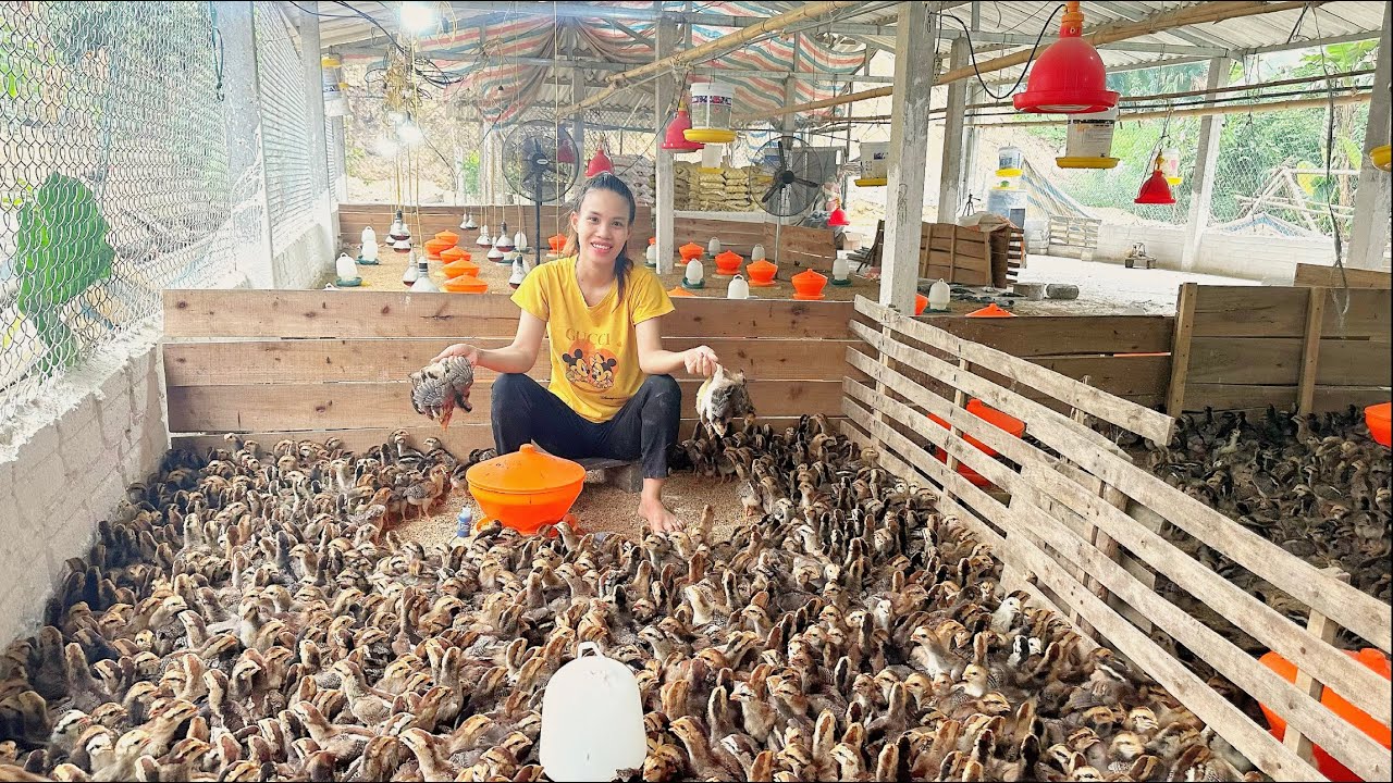 Raising chicks, how to prevent chicken diseases with vaccines - YouTube