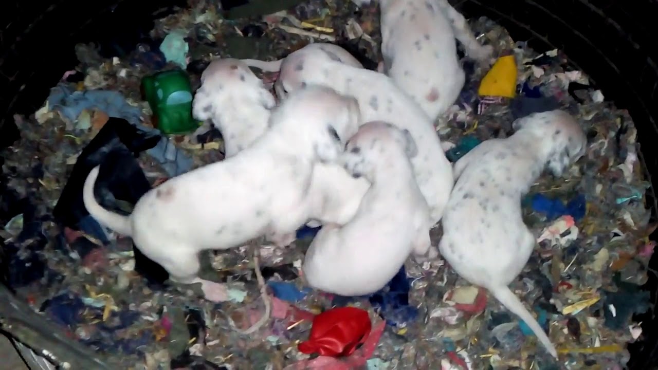 Dalmatian Dogs Puppies Hearing Test YouTube Dalmatian Dogs Puppies Hearing Test YouTube