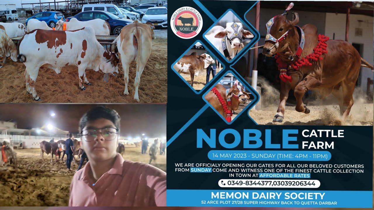 Noble cattle farm × Anm vlogs | Collection 2023. - YouTube