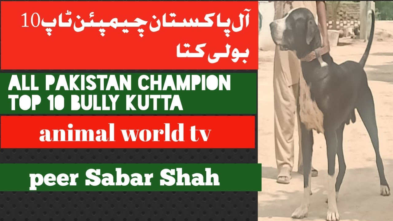 All Pakistan champion top 10 bully kutta #bullykuta - YouTube