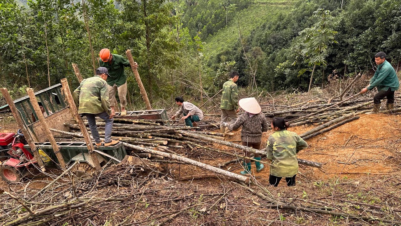 hill wood harvester, logging, timber harvesting - YouTube