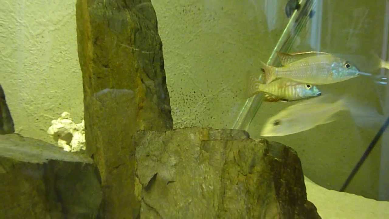 Lethrinops albus kande island 1 - YouTube