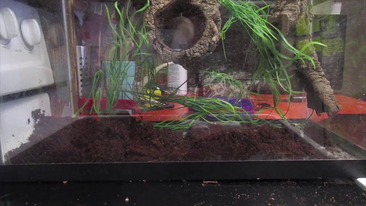 tokay gecko set up - YouTube