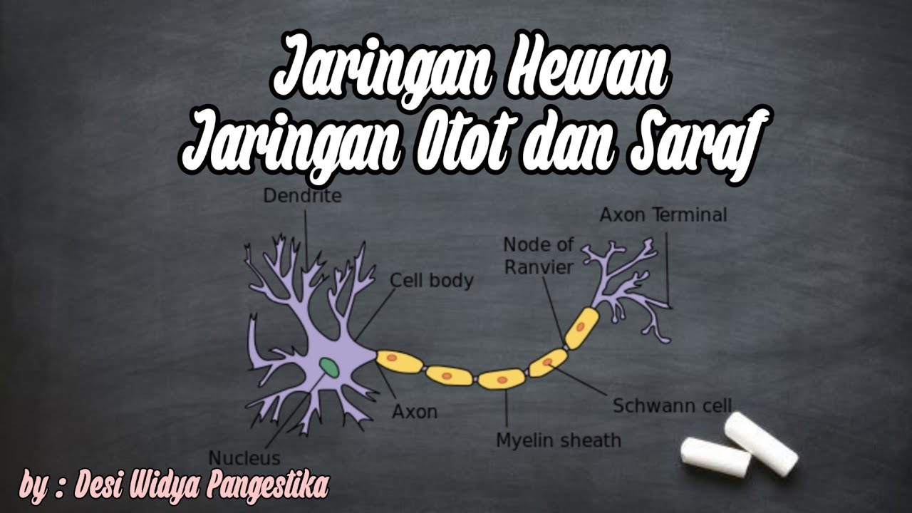 Jaringan Otot dan Saraf | Jaringan Hewan - YouTube