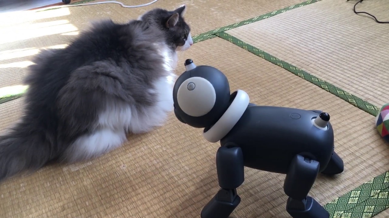 AIBO（アイボ）300シリーズ「ERS-312 マカロン」の歩き方がヘン - YouTube