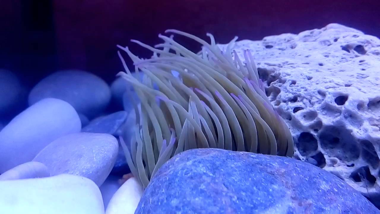 Morska sasa by Java Komerc - YouTube