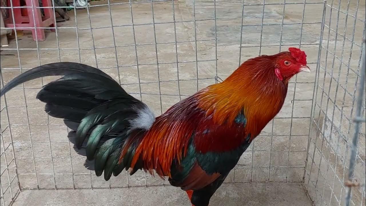 Ae xem đều chân trang 3kg dt 0394854600 - YouTube