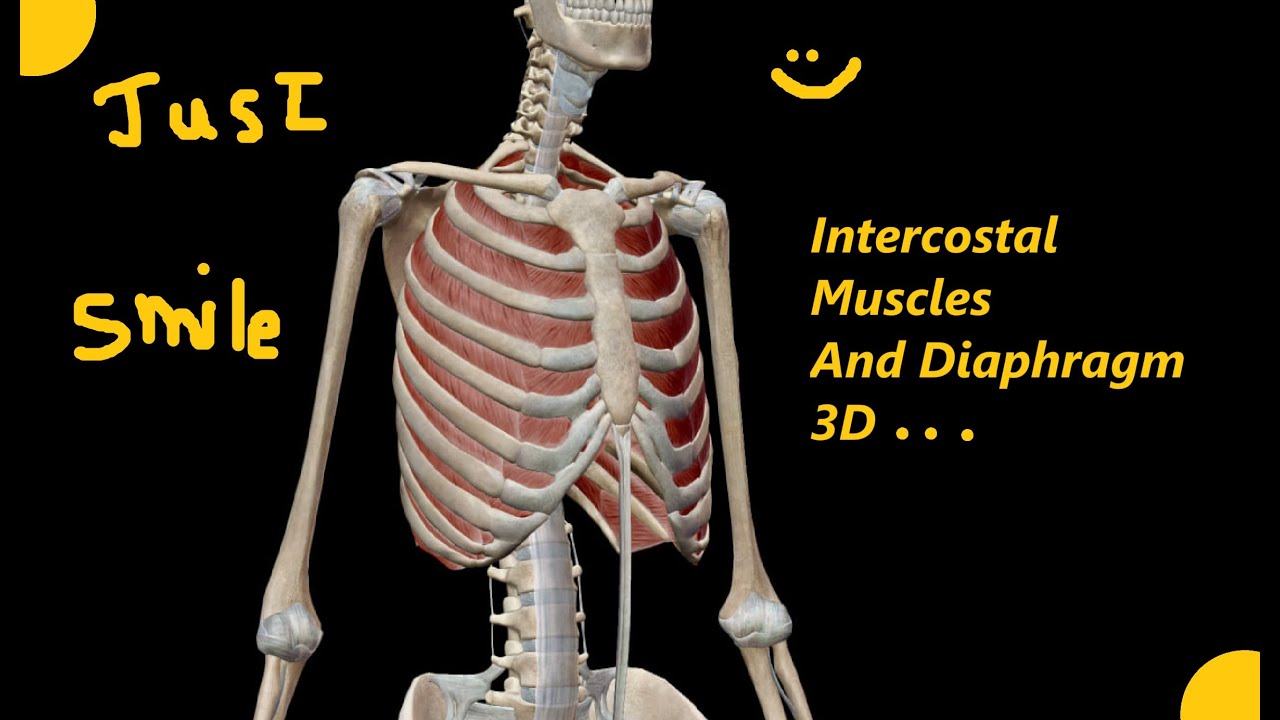 L4 Anatomy --Thoracic wall (intercostal muscle and Diaphragm) - YouTube