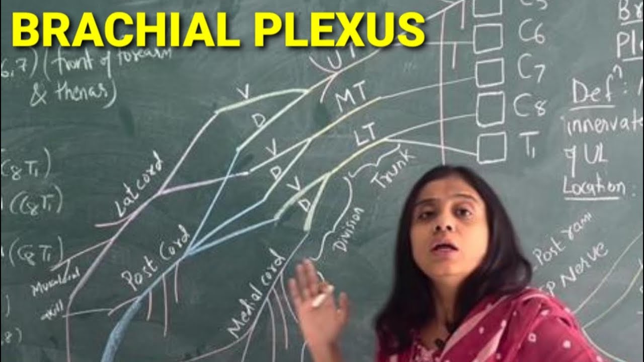 BRACHIAL PLEXUS || Easy Mnemonic || Upper Limb Anatomy || - YouTube