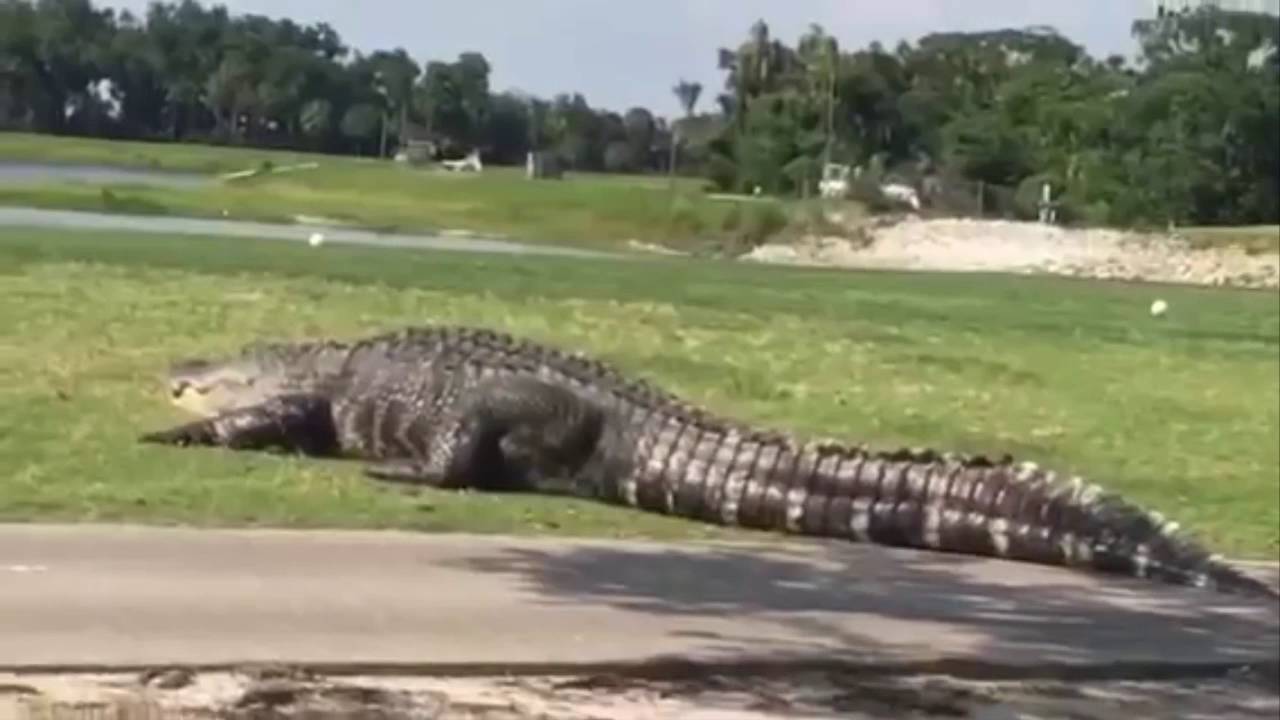 Buffalo Creek Gator - YouTube