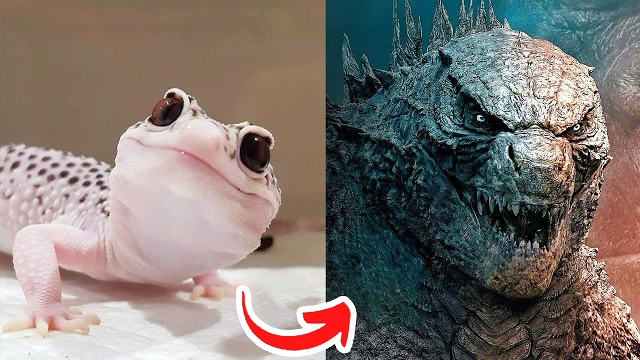 Baby Cute Animals Grow Up to Adult Animals | I'm A Big Kid Now | Before ...
