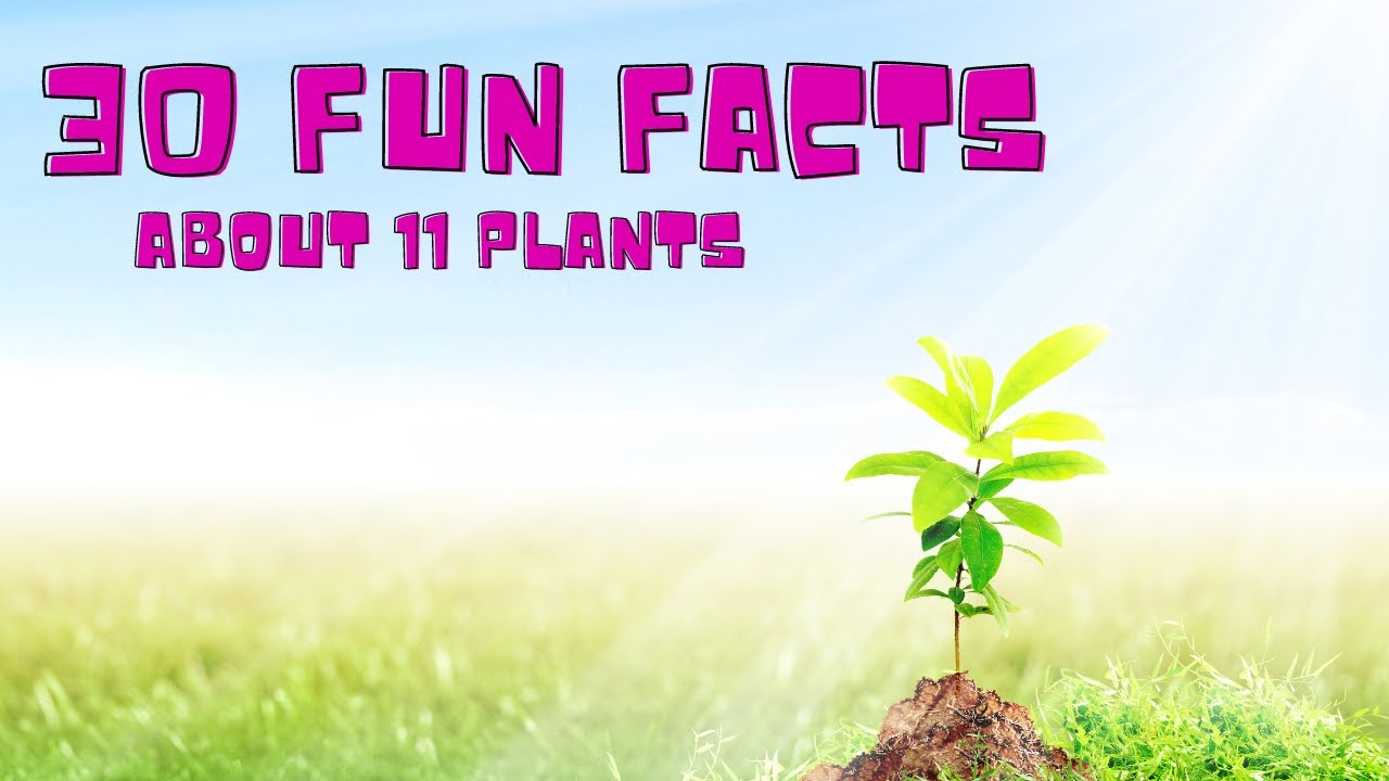 Fun Facts About 11 Plants! - YouTube