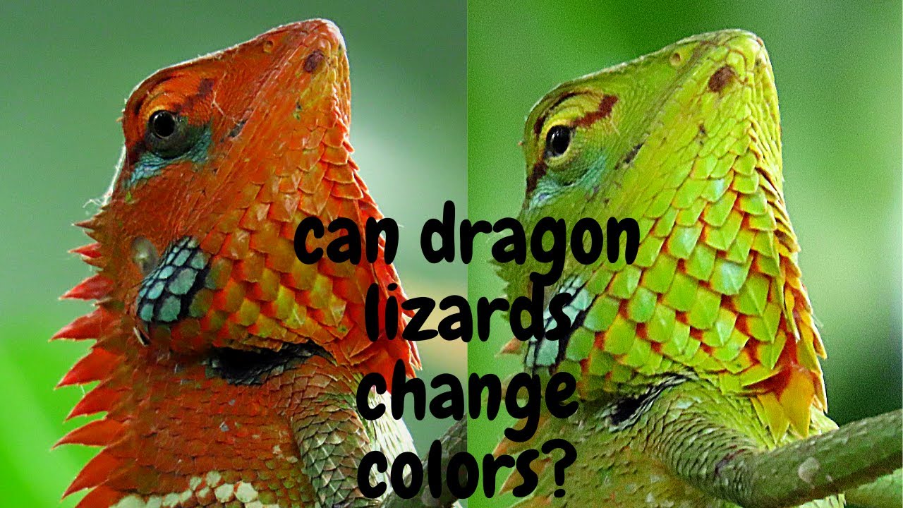 Colorful Dragon Lizard - YouTube