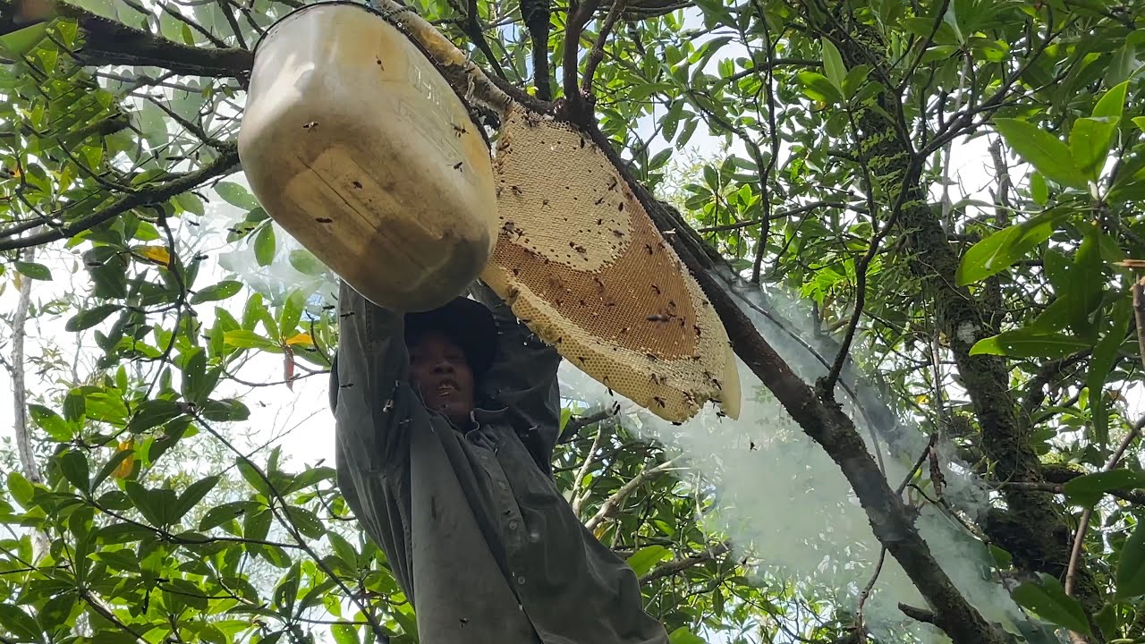I GO TO TAKE BEE IN THE DEEP FOREST AND SO GREEN WITH BEAUTIFUL HONEY ...