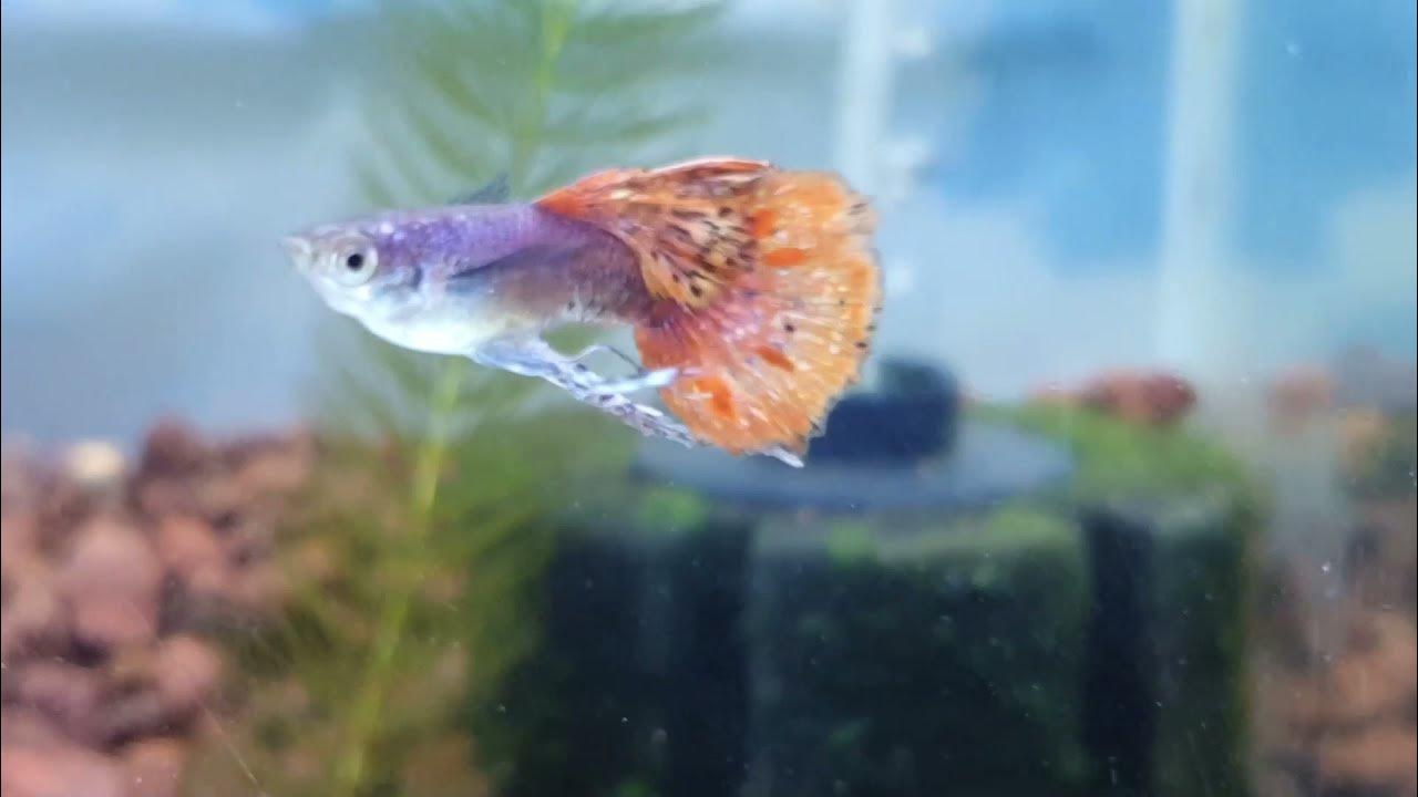 Guppy Update 2022 | Code 1 - YouTube