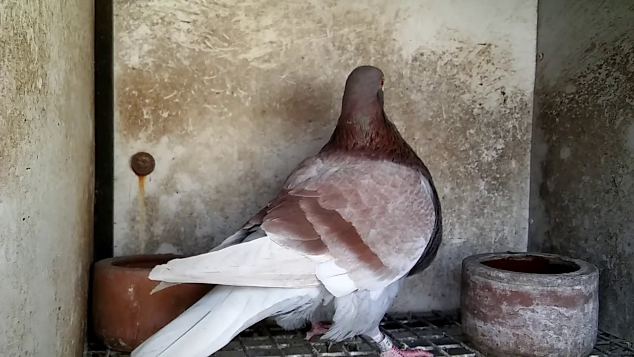 Buchones valencianos y de vuelo 2018-parte2 - YouTube