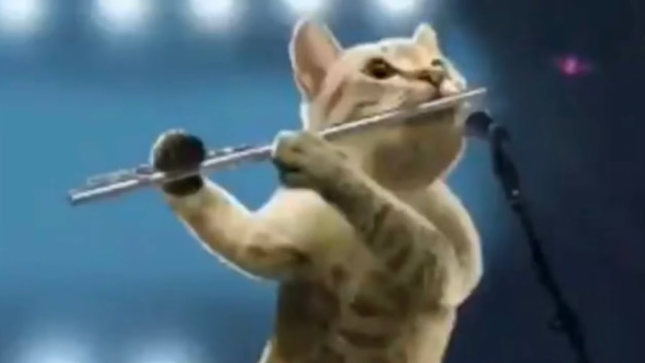 Ballin Cat (Flute Cover) - YouTube