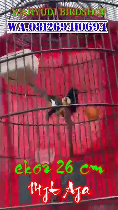 Jual Burung Murai Batu ekor 26 cm "Wahyudi Birdshop" // #shorts - YouTube
