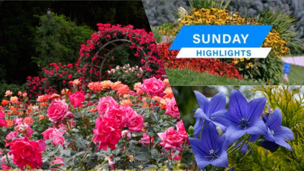 Sunday Update Garden Overview Out Of Station For 10 Days Late