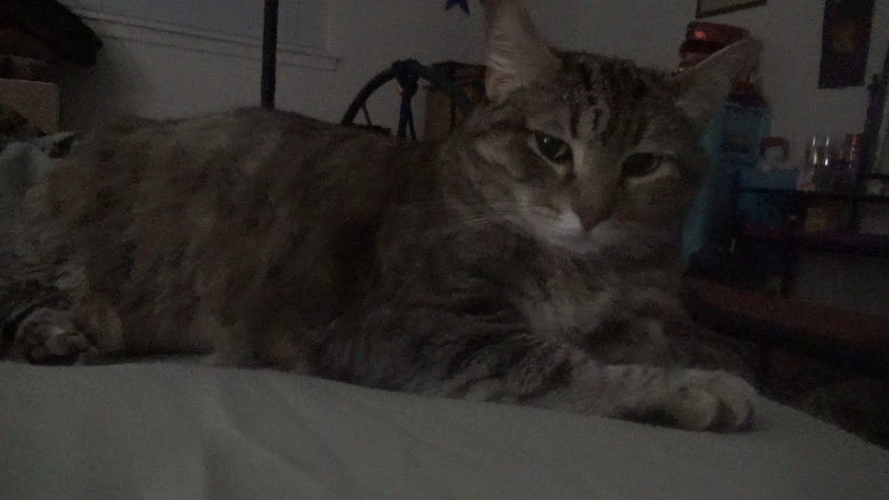Goodnight Cat Penny / New Audie vid out / #CatPenny - YouTube