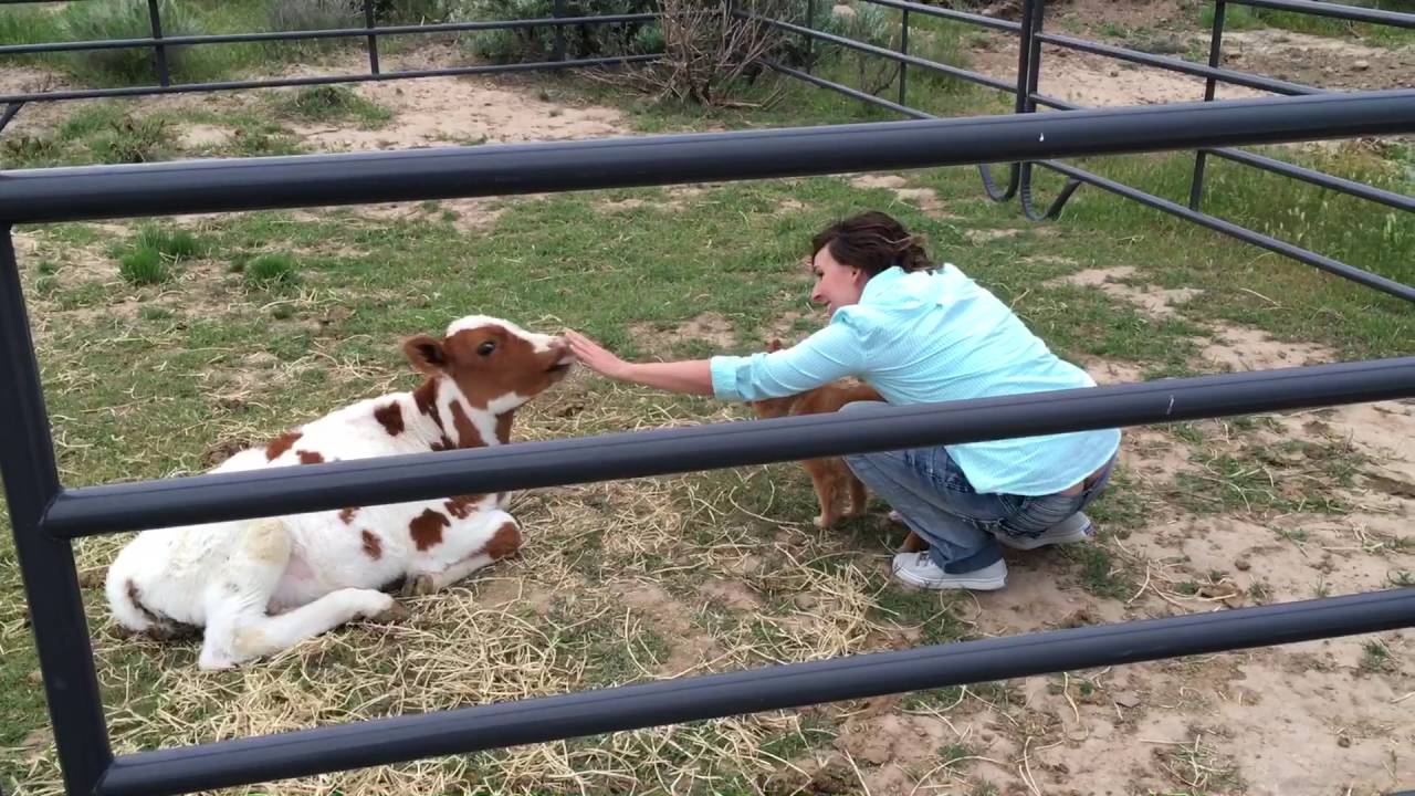Dog meets baby cow for the first time - YouTube