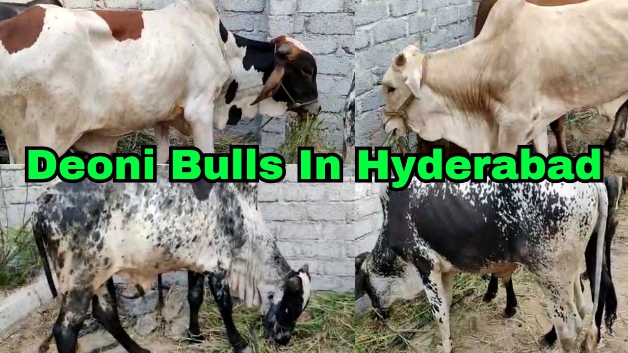Deoni Bulls In Hyderabad |deoni bull 8801144301 - YouTube