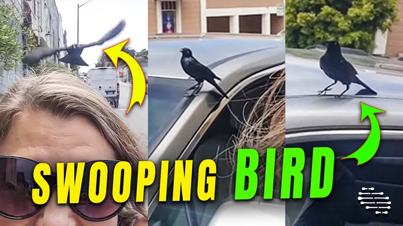 Protective Bird Swooping a Lady Passing By - YouTube