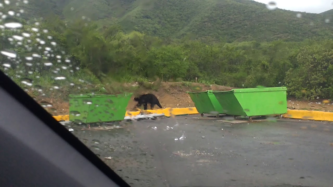 Osos negros en Monterrey, N.L. - YouTube