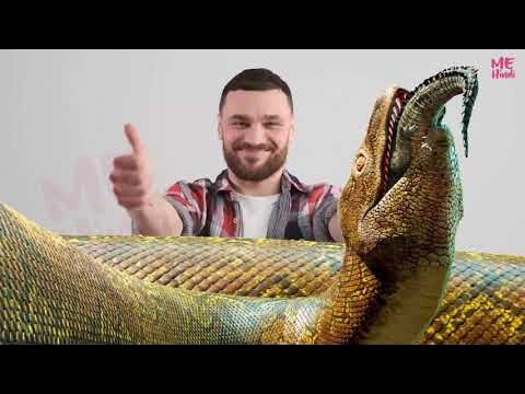 Who Will Win? Python vs Cats | When Cats Face Giant Python - YouTube