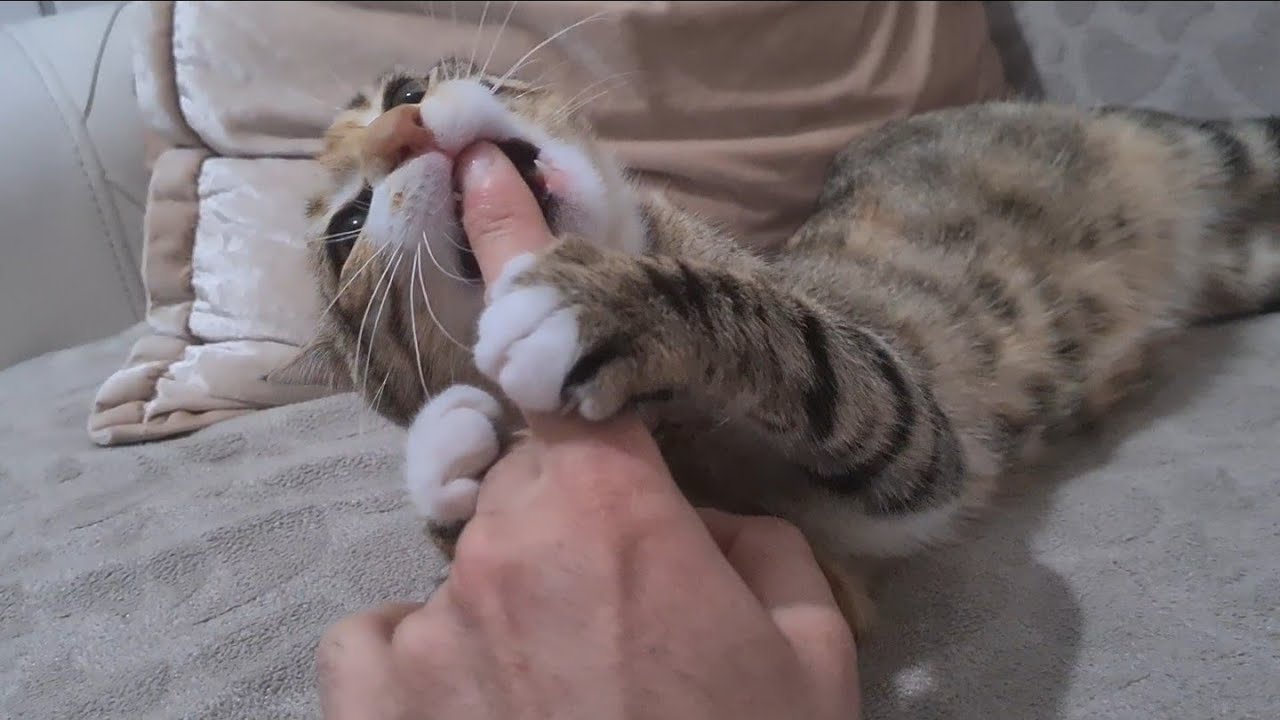 Cute cat Masi enjoys biting my Hand.😼😂 - YouTube