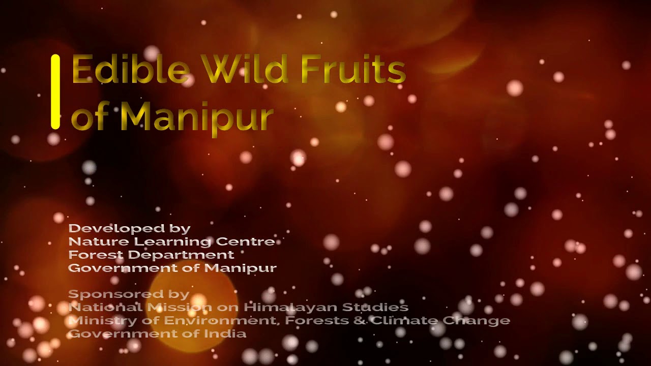 Wild Fruits of Manipur - YouTube