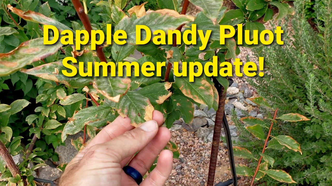 Dapple Dandy Pluot Summer update - YouTube