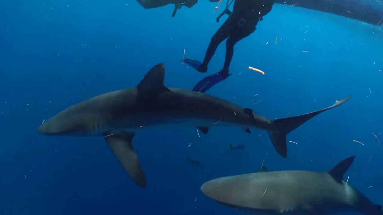 Garden of the Queen Shark Dive by Howard Rosenstein - YouTube