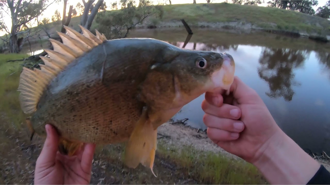 Yellowbelly fishing the Wimmera river with spinnerbaits - YouTube