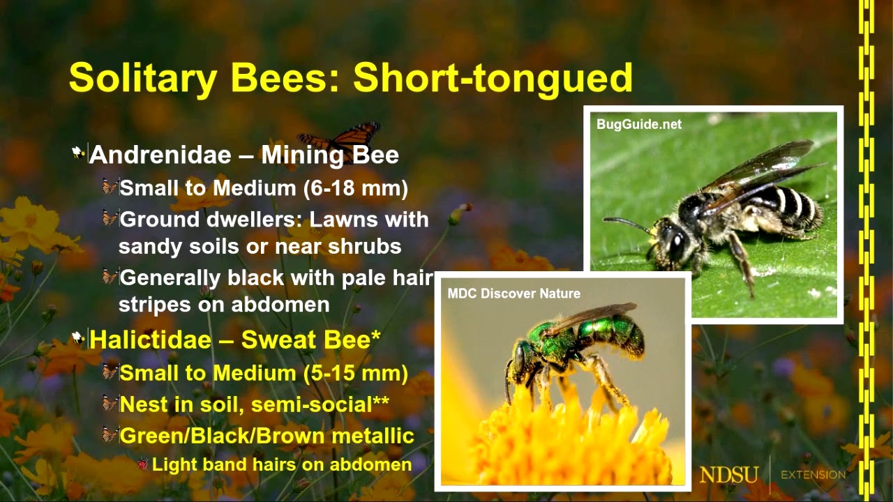 2019 Spring Fever Garden Forums: Beyond the Honey Bee - YouTube