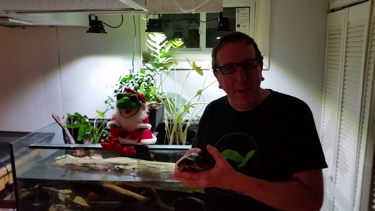 Turtle Room take1 - YouTube