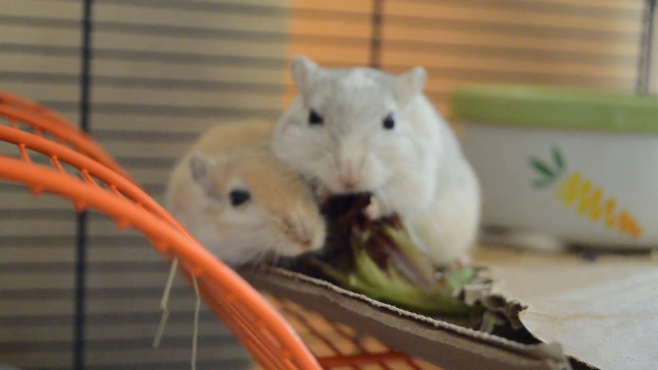 Cute gerbils eating - YouTube