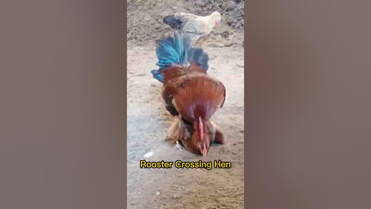 Rooster Mating Hen 😱 Youtube