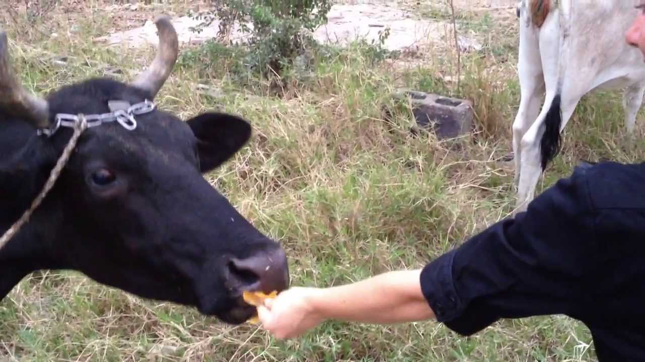 Bull at service - YouTube