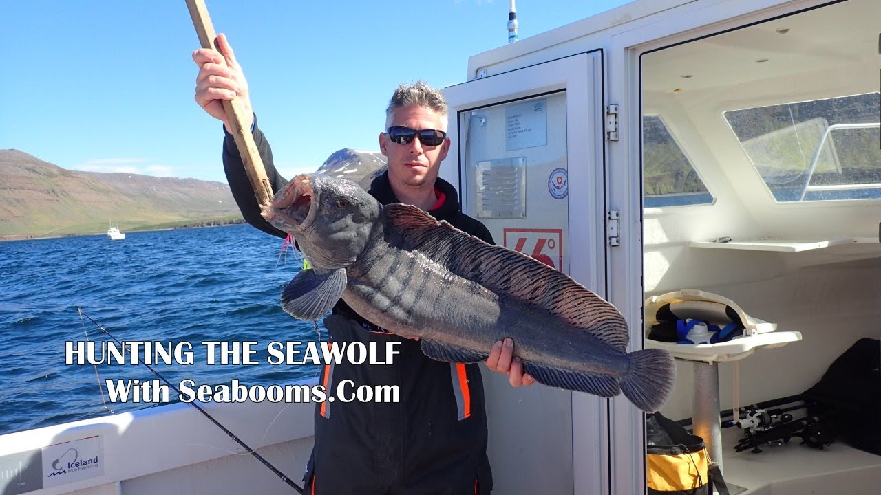 Hunting for the Seawolf boat fishing out of Sudureyri Iceland Pro ...